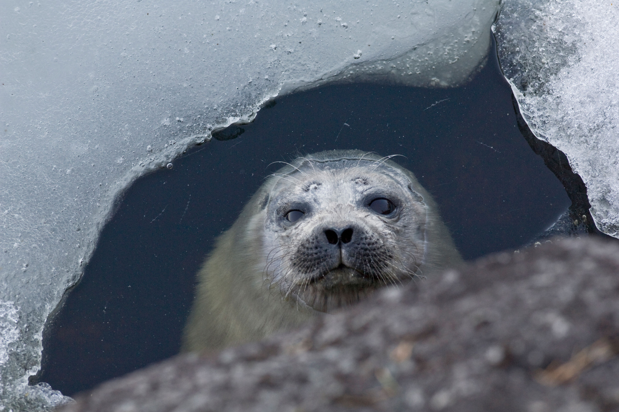 WWF Finland, the responsibility partner of Vene 26 Båt, works to stop ...
